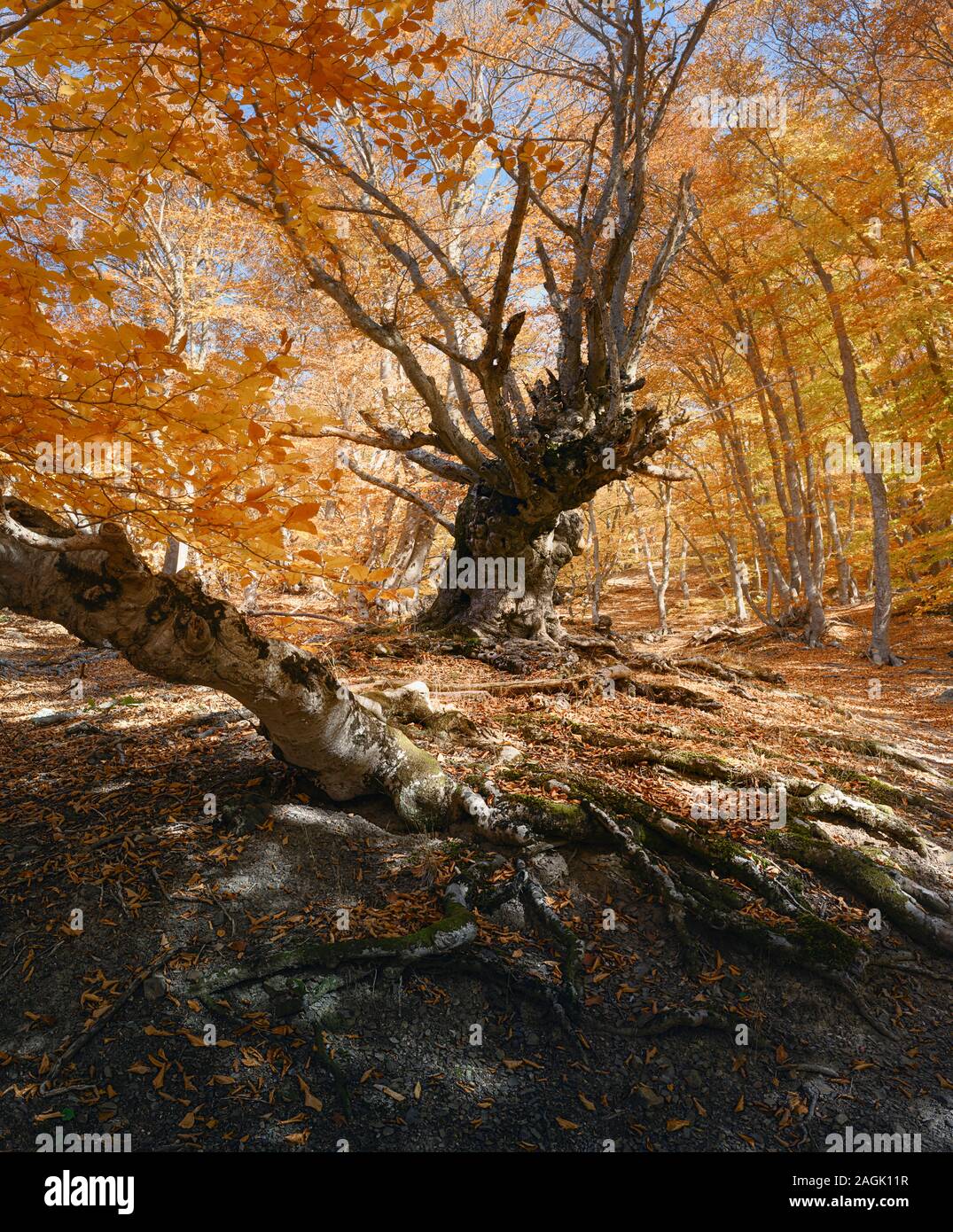 Beechwood Tree High Resolution Stock Photography and Images - Alamy