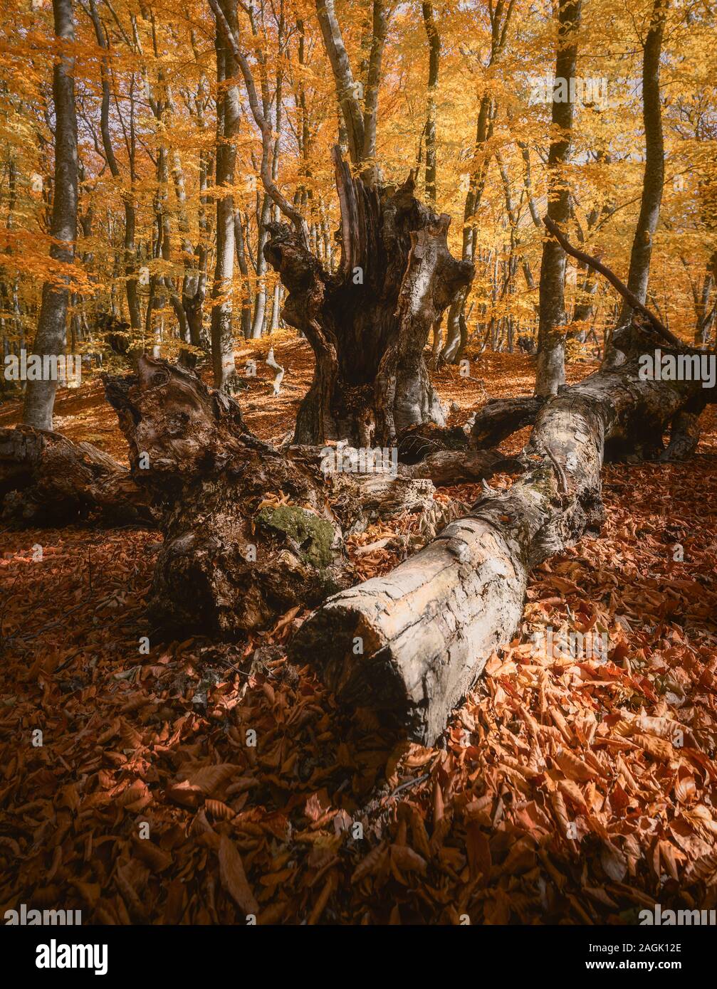 Beechwood tree hi-res stock photography and images - Alamy