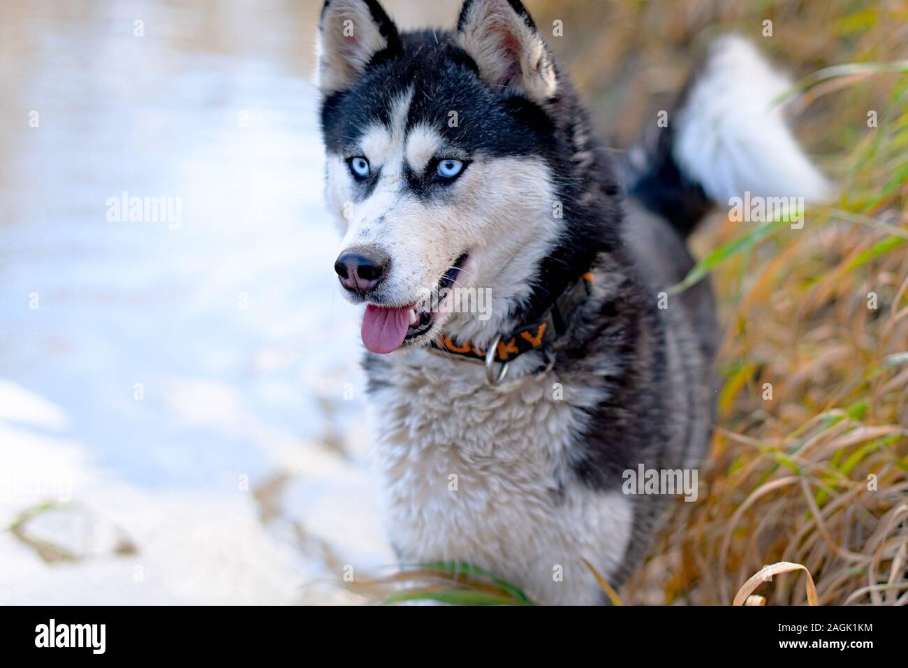 On the beautiful siberian river hi-res stock photography and images - Alamy