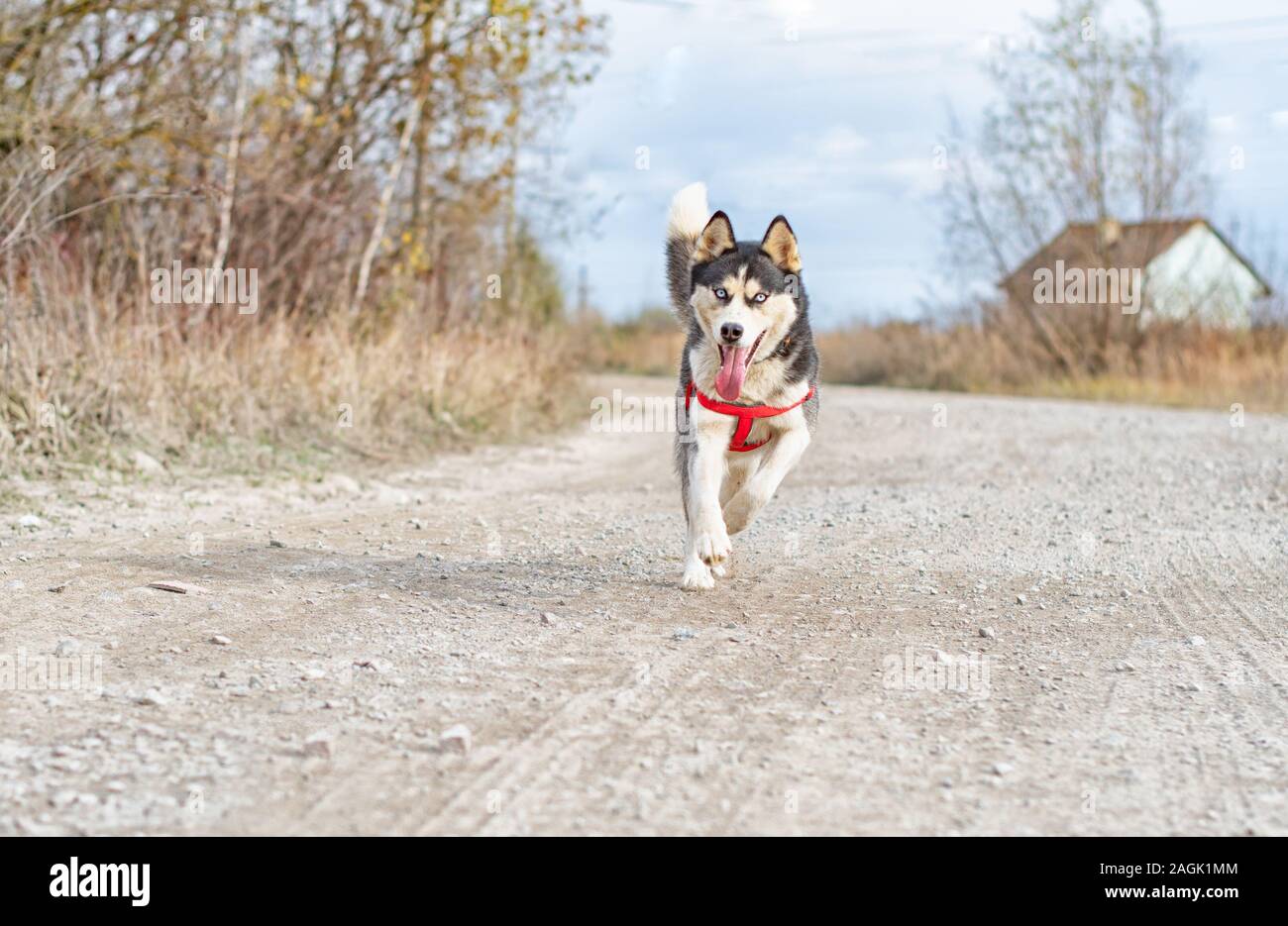 Cute siberian husky running on the road Stock Photo - Alamy