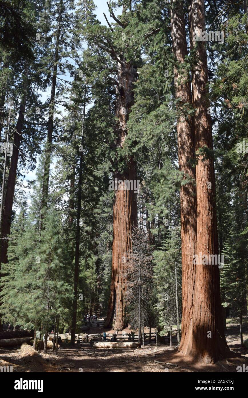 The Widest Tree In The World