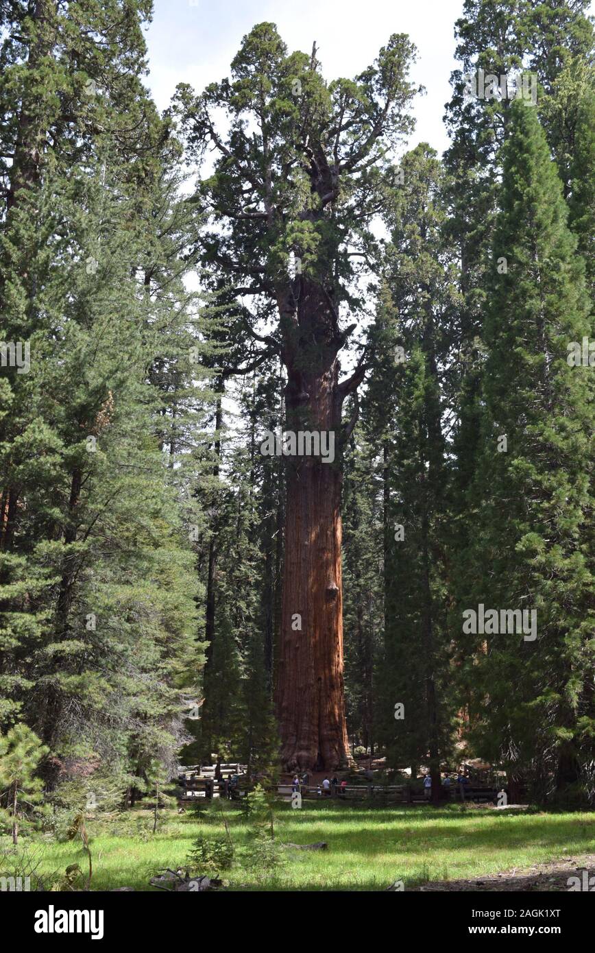The General Sherman Tree, which by volume, is the largest tree in the world Stock Photo - Alamy