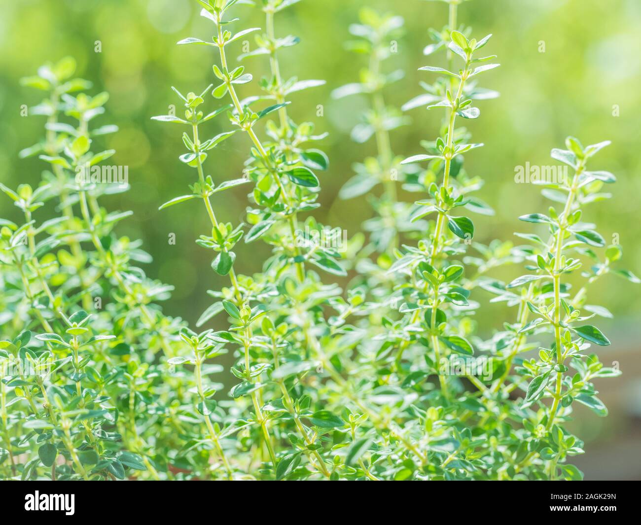 Fresh thyme herb grow, lemon thyme plants in sun light, herbal ...