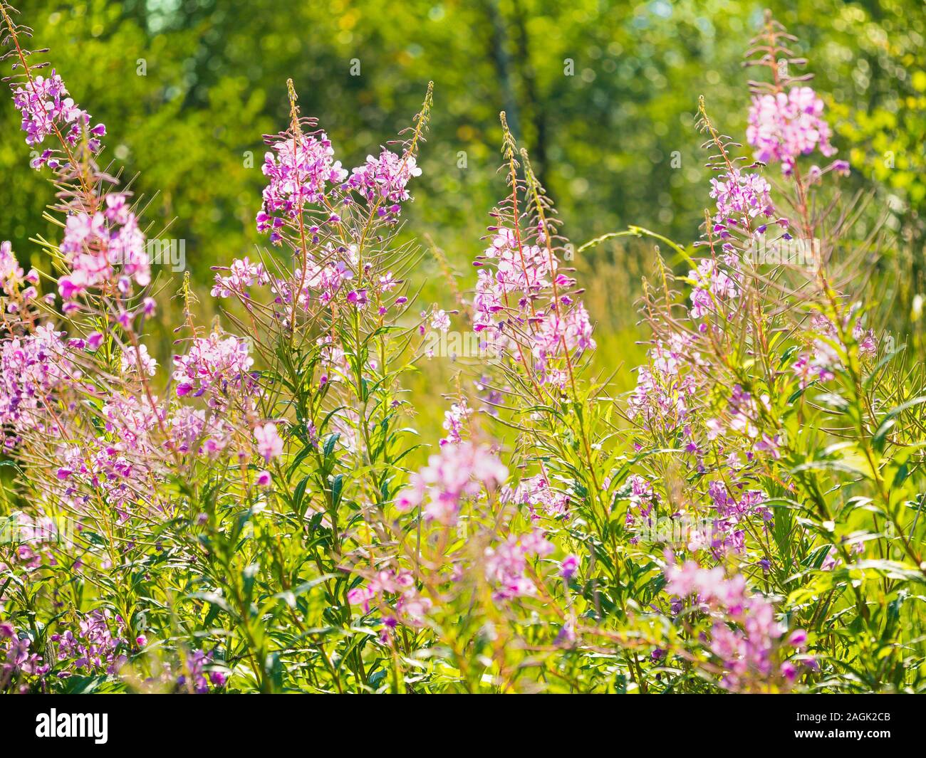 Abstract flower fireweed plant hi-res stock photography and images - Alamy