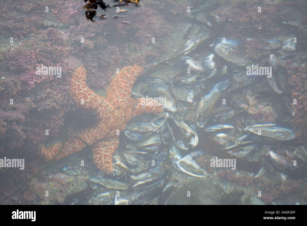 Empty mussel shells hi-res stock photography and images - Alamy