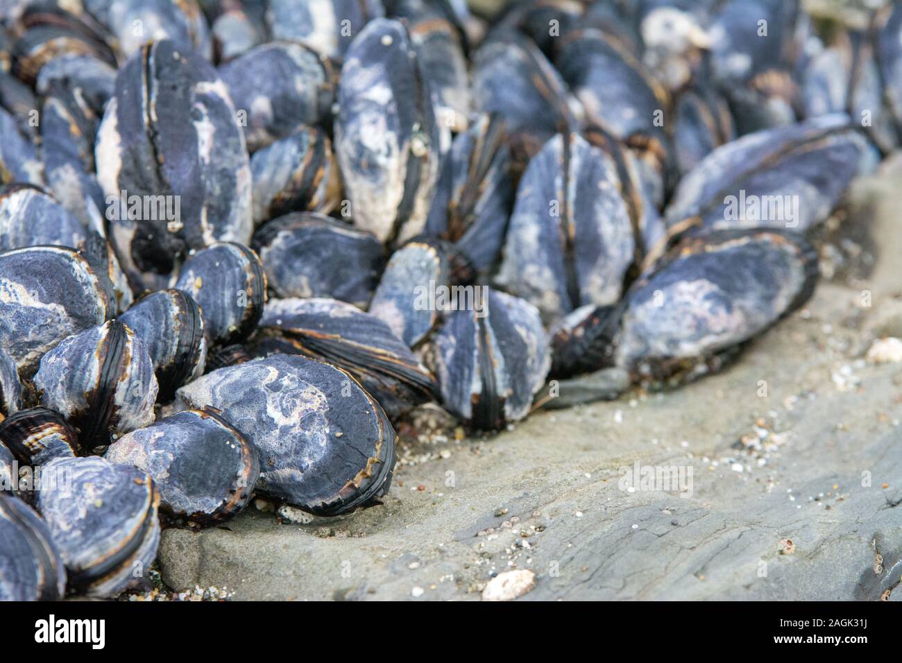 Group mussels on seashore rocks hi-res stock photography and images - Alamy