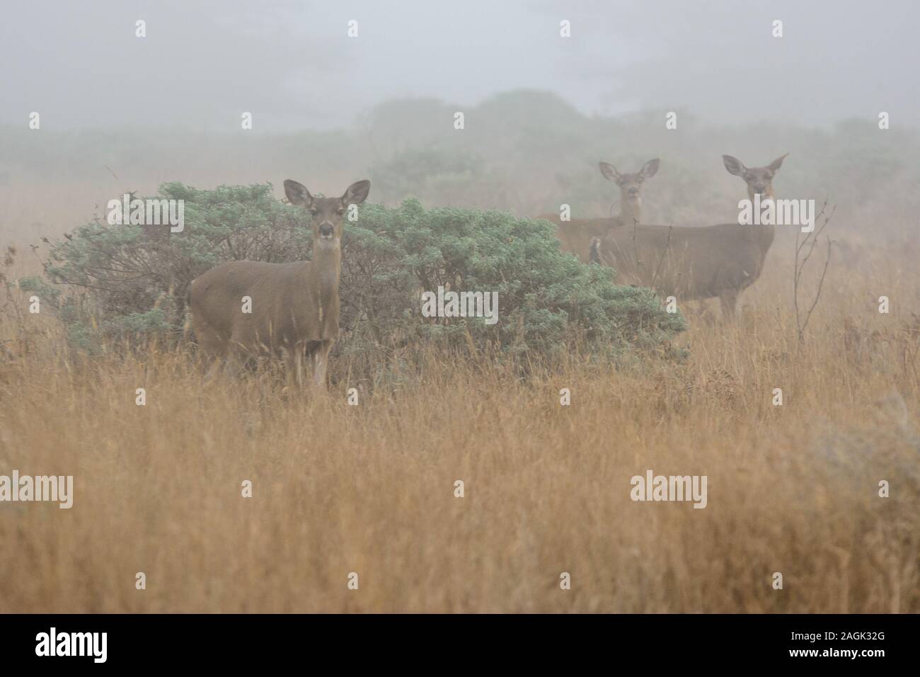 Deer roaming through a meadow in the fog Stock Photo - Alamy