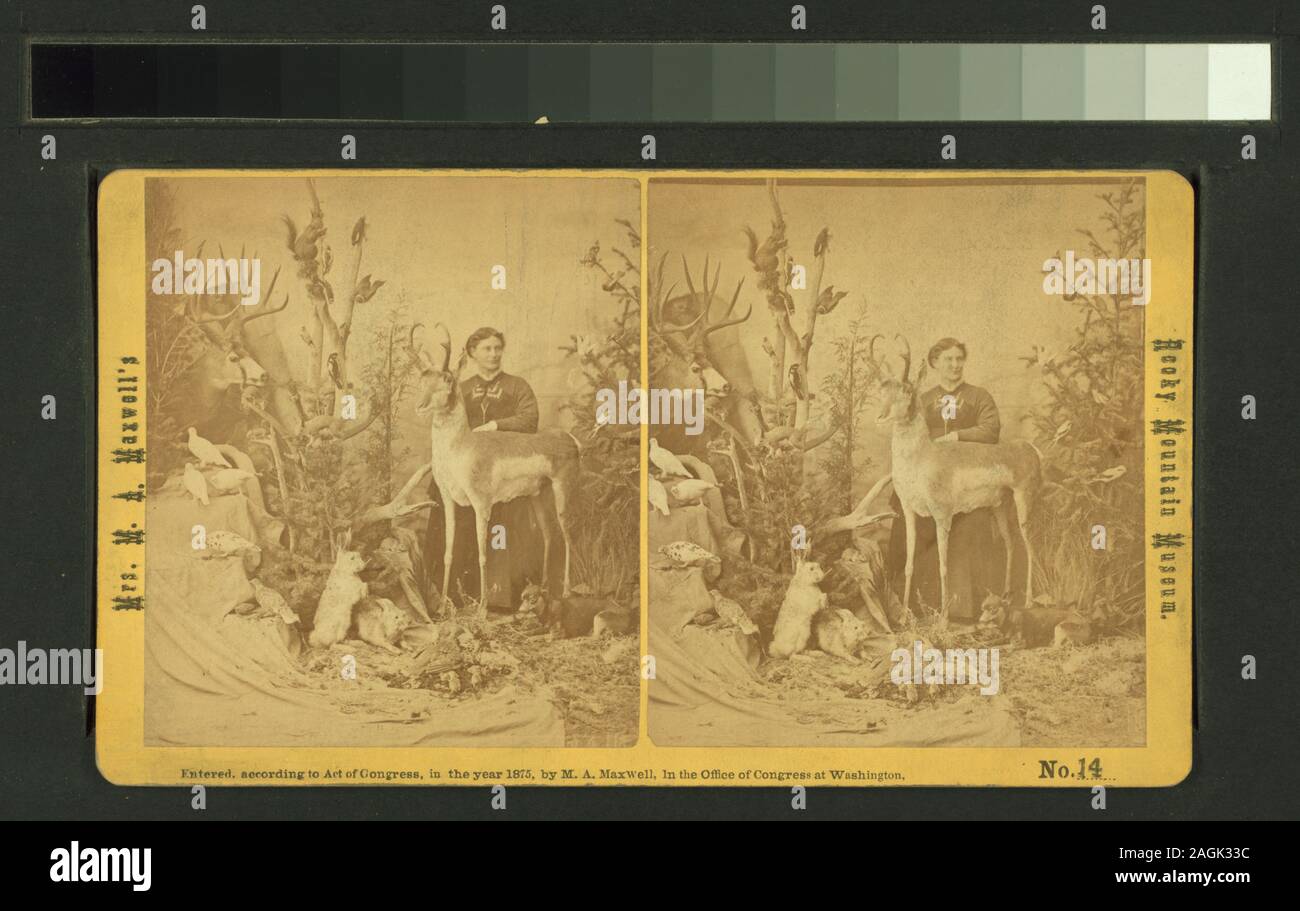 Mrs M A Maxwell and some of the animals in her Rocky Mountain Museum ...