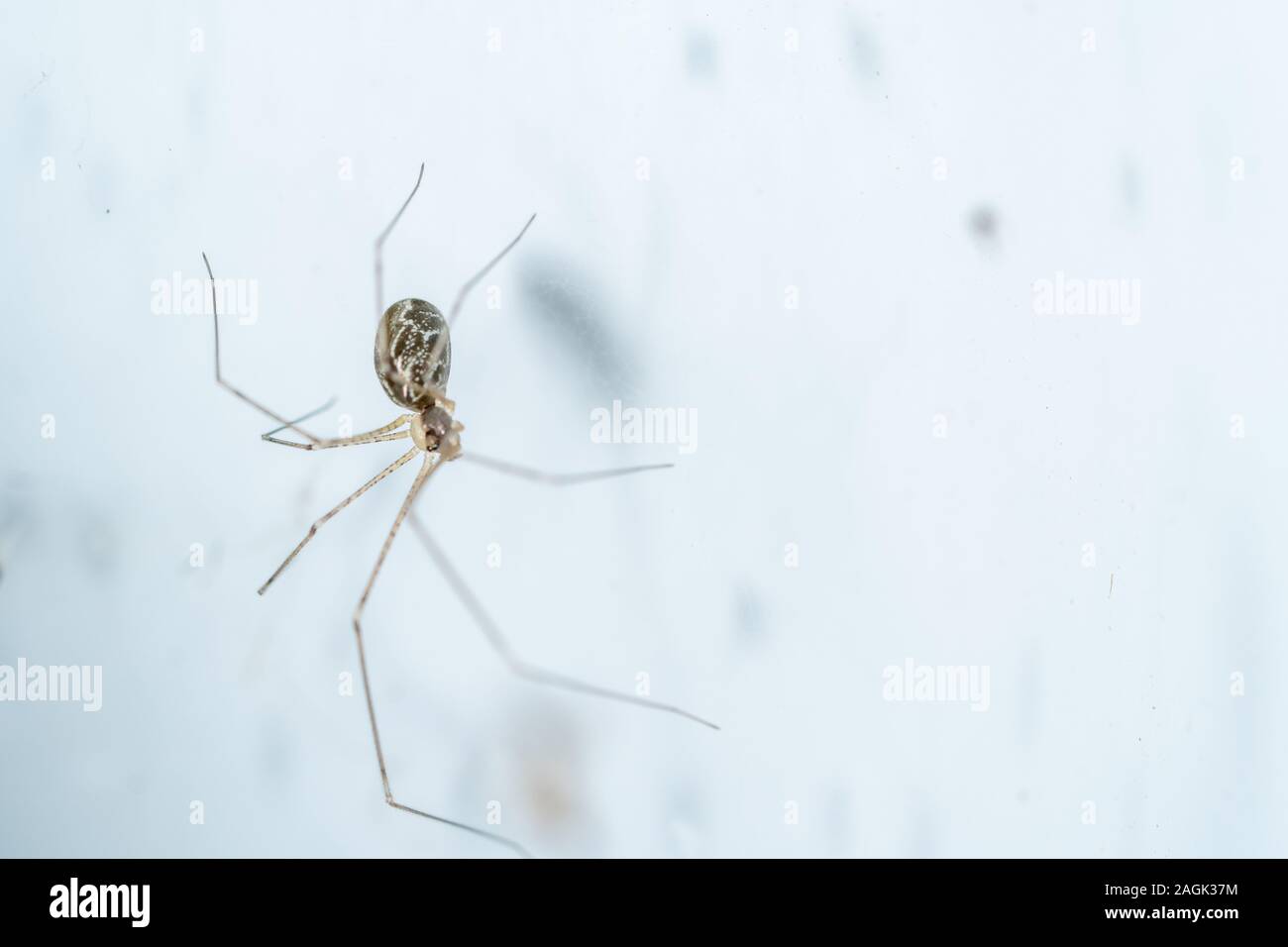Cellar spiders hi-res stock photography and images - Alamy