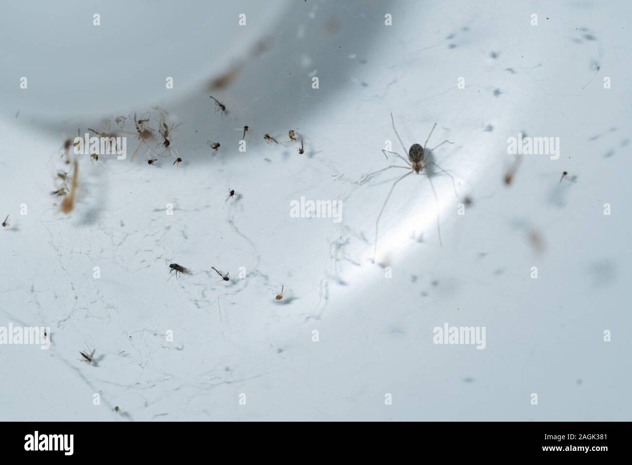cellar spiders daddy long-legs close up macro Stock Photo - Alamy