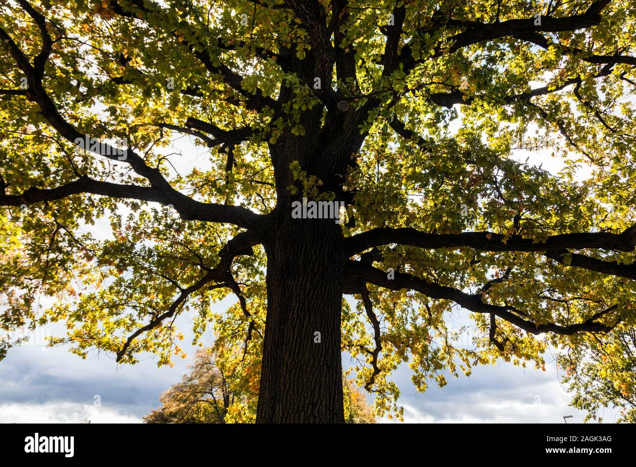 German oak - Quercus robur Stock Photo - Alamy