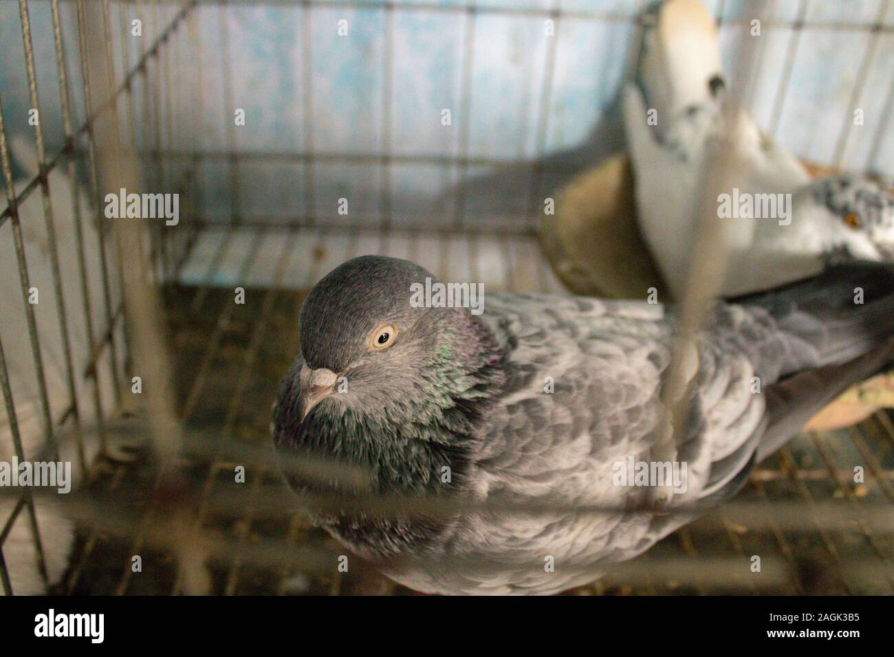 Pigeons Inside The Cage On The Market For Sell. Friendly Domestic Bird ...