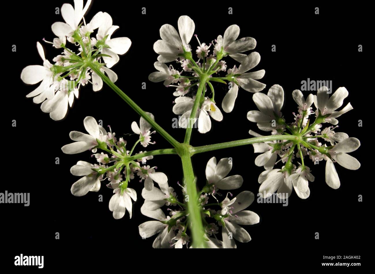 Coriander flowers hi-res stock photography and images - Alamy