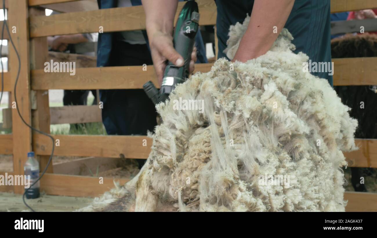 Farmer Cutting Wool High Resolution Stock Photography and Images - Alamy