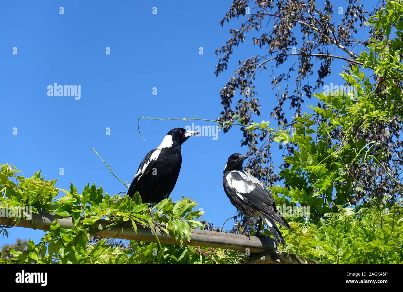 An adult Magpie teaching a juvenile how to find food. Golden Plains ...