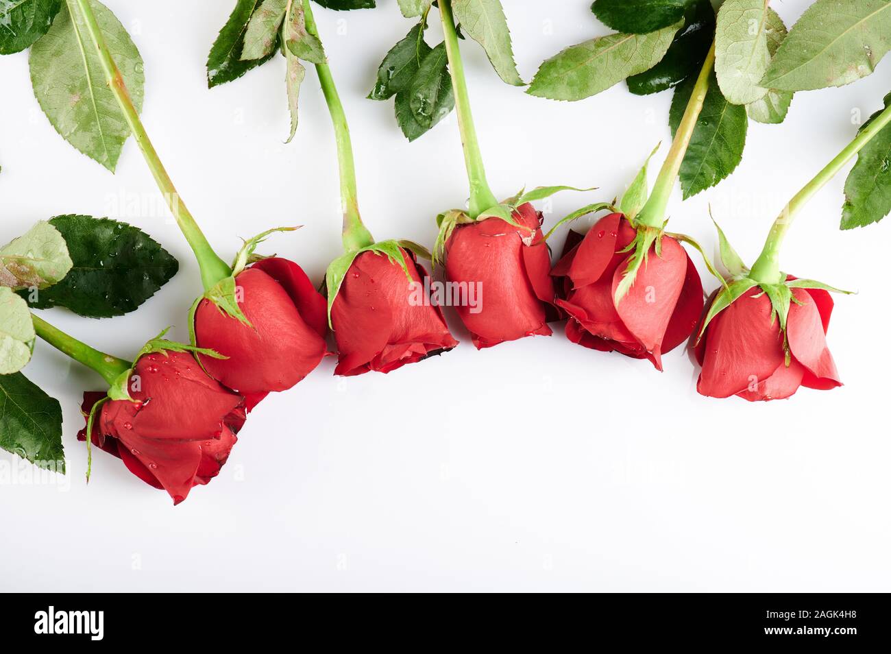 Heads of red rose flowers isolated above view Stock Photo - Alamy