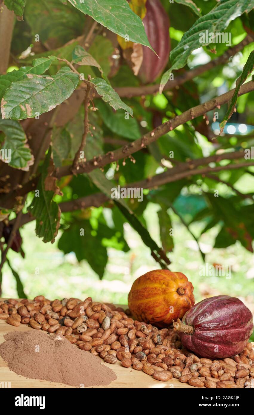 Cocoa crop High Resolution Stock Photography and Images - Alamy