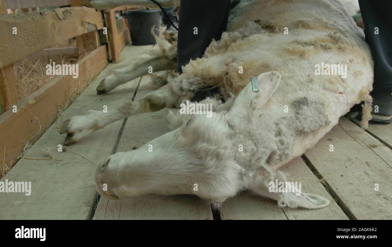 Men shearer shearing sheep at agricultural show in competition ...