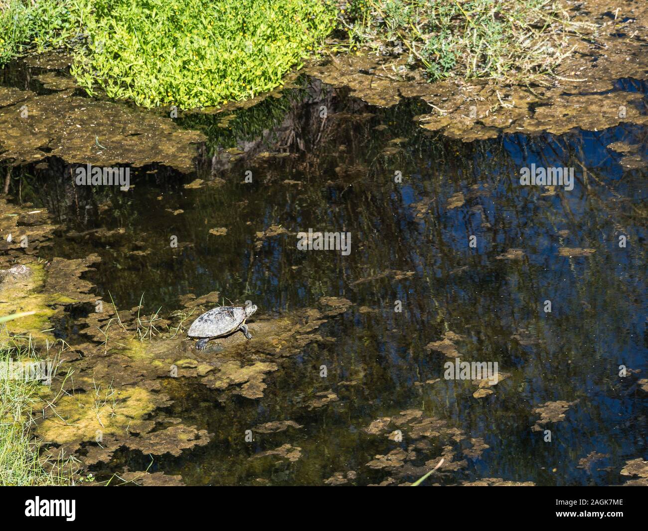 turtle/tortoise near green valley creek bridge, piedras pintadas trail ...