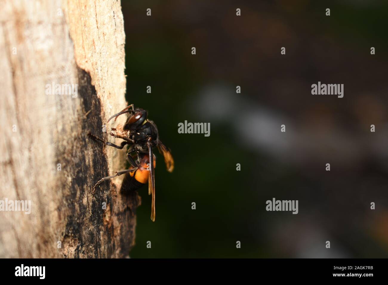 A lesser banded hornet (Vespa affinis) collecting wooden debris in a ...