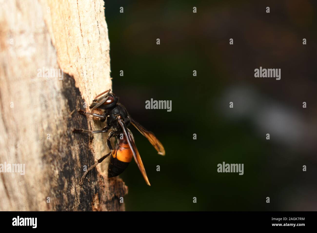 A lesser banded hornet (Vespa affinis) collecting wooden debris in a ...