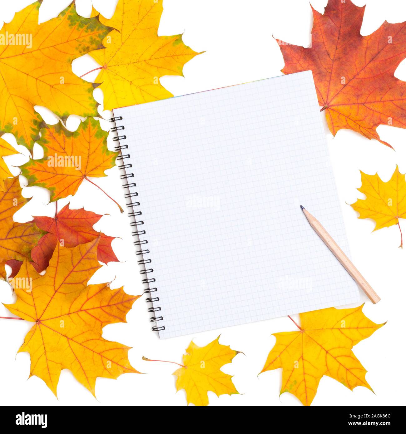 School theme maple leaf Stock Photo - Alamy