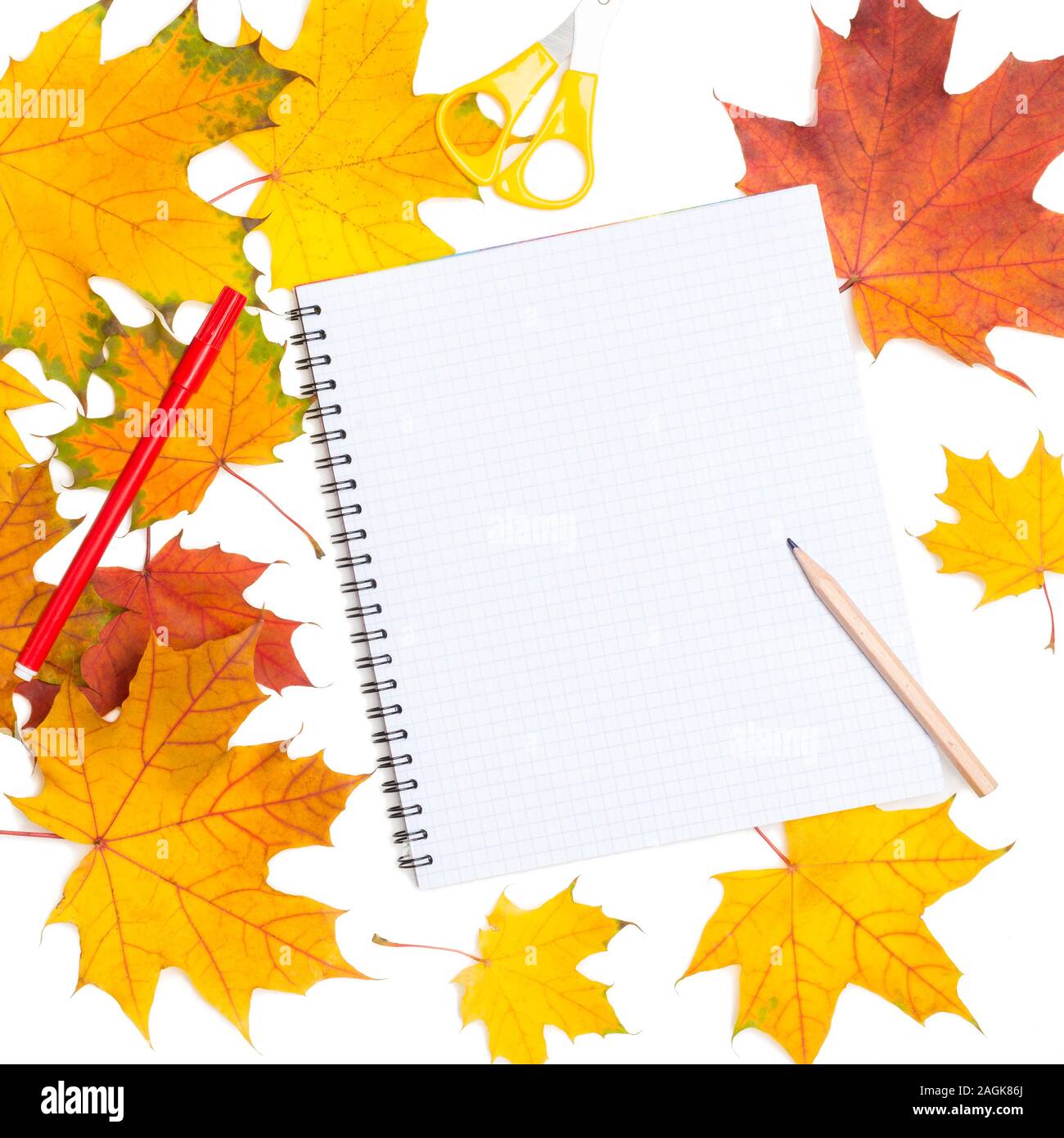 School theme maple leaf Stock Photo - Alamy