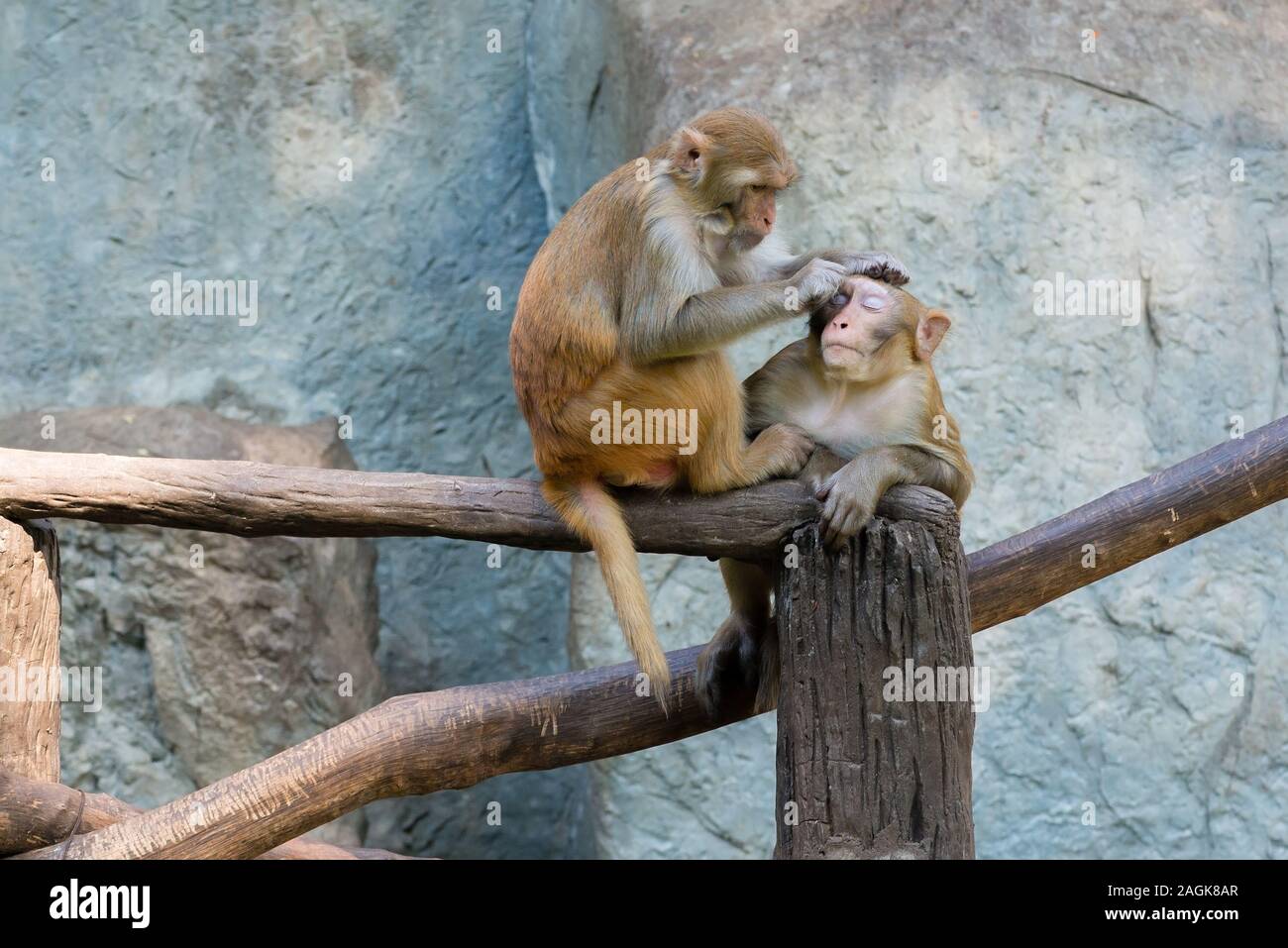 Two playful monkeys hi-res stock photography and images - Alamy