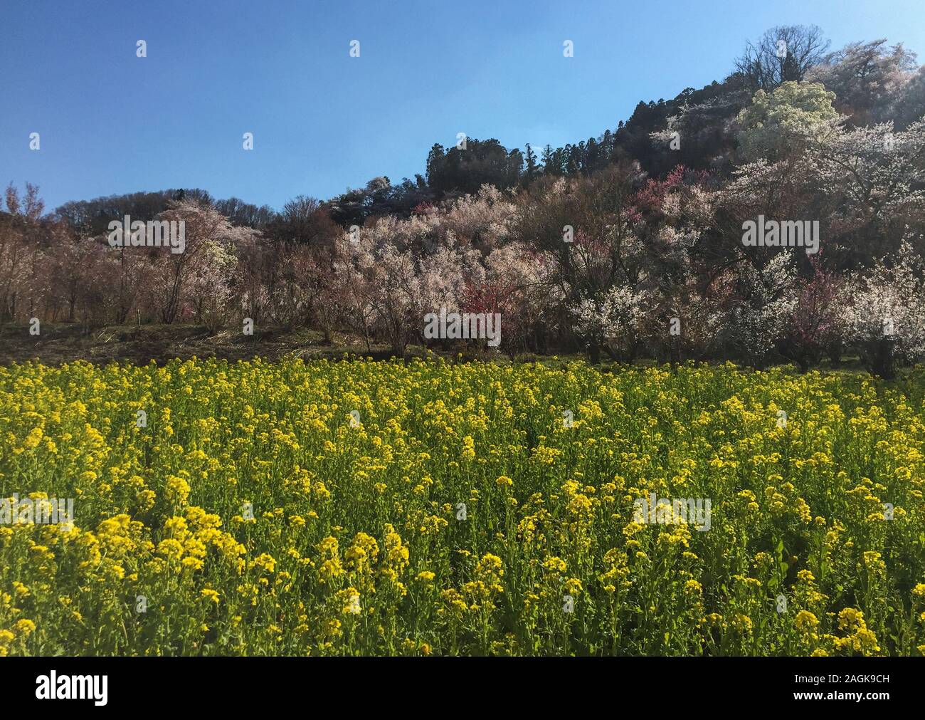 Field mustard field tree mountain hi-res stock photography and images ...