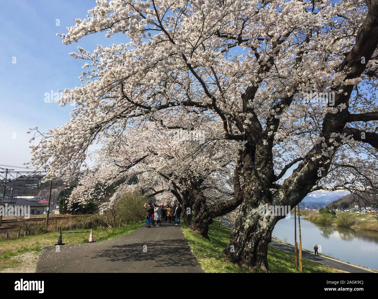 Sendai, Japan - Apr 14, 2019. Cherry blossom (hanami) along Shiroshi ...