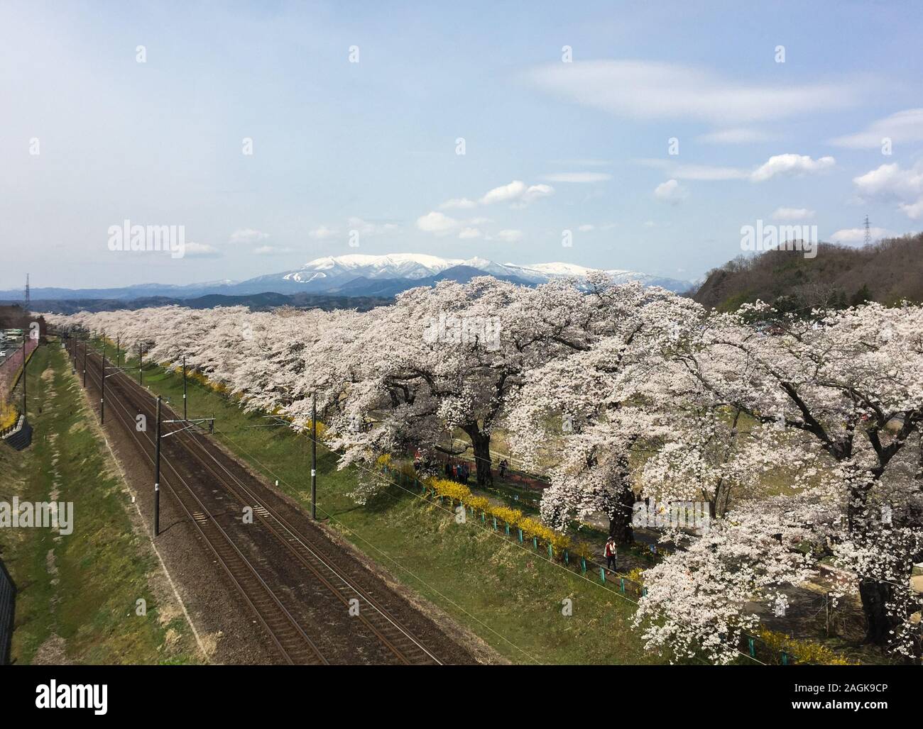 Cherry blossom (hanami) in Tokyo, Japan. Cherry blossom festivals are ...