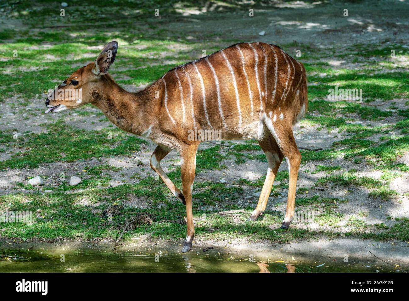 The nyala, Tragelaphus angasii is a spiral-horned antelope native to ...