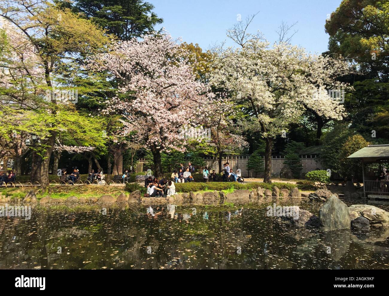 Tokyo, Japan - Apr 7, 2019. Cherry blossom (hanami) in Tokyo, Japan ...