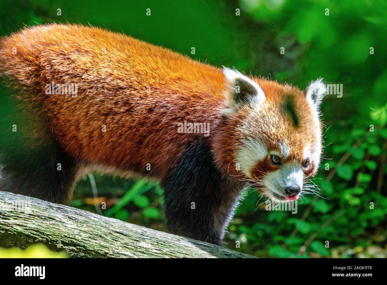 The red panda, Ailurus fulgens, also called the lesser panda and the ...