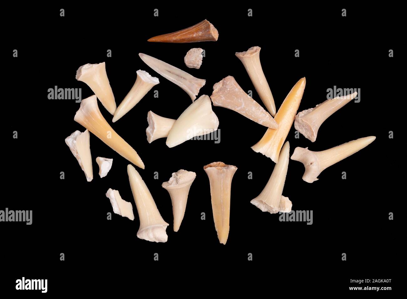 Fossil mackerel shark tooth hi-res stock photography and images - Alamy