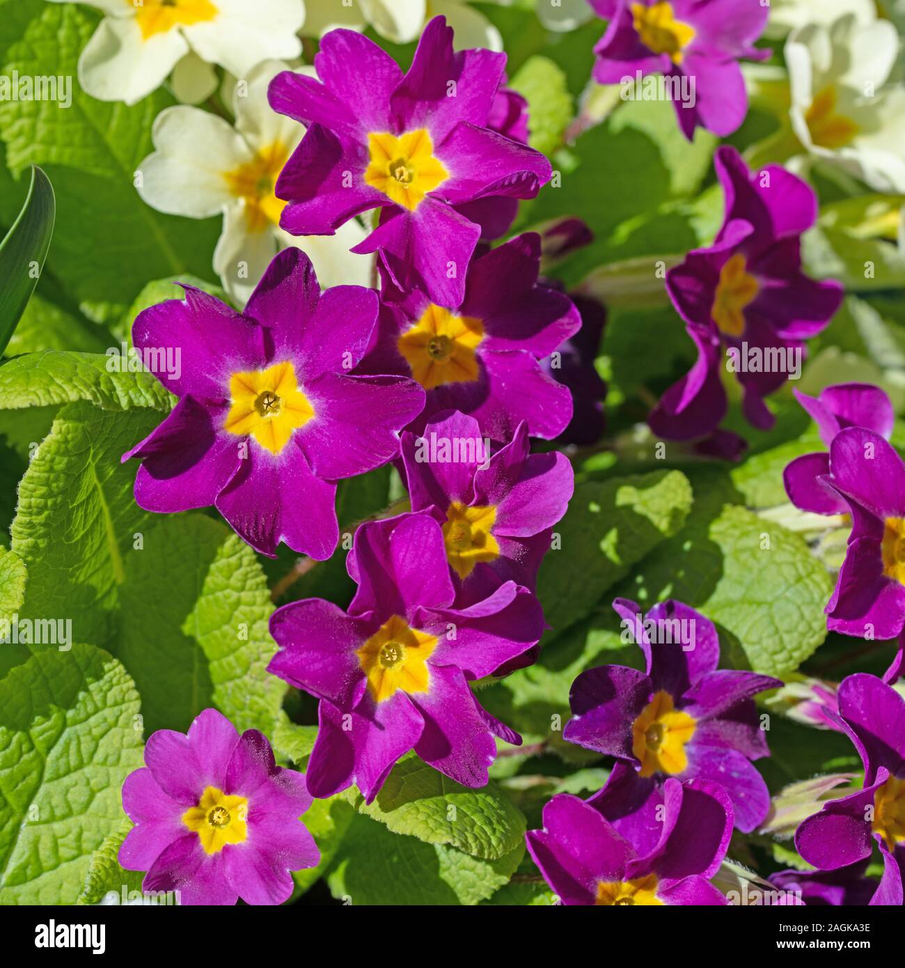 Flowering primroses, primula, in spring Stock Photo - Alamy