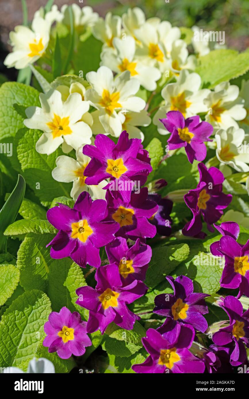 Flowering primroses, primula, in spring Stock Photo - Alamy
