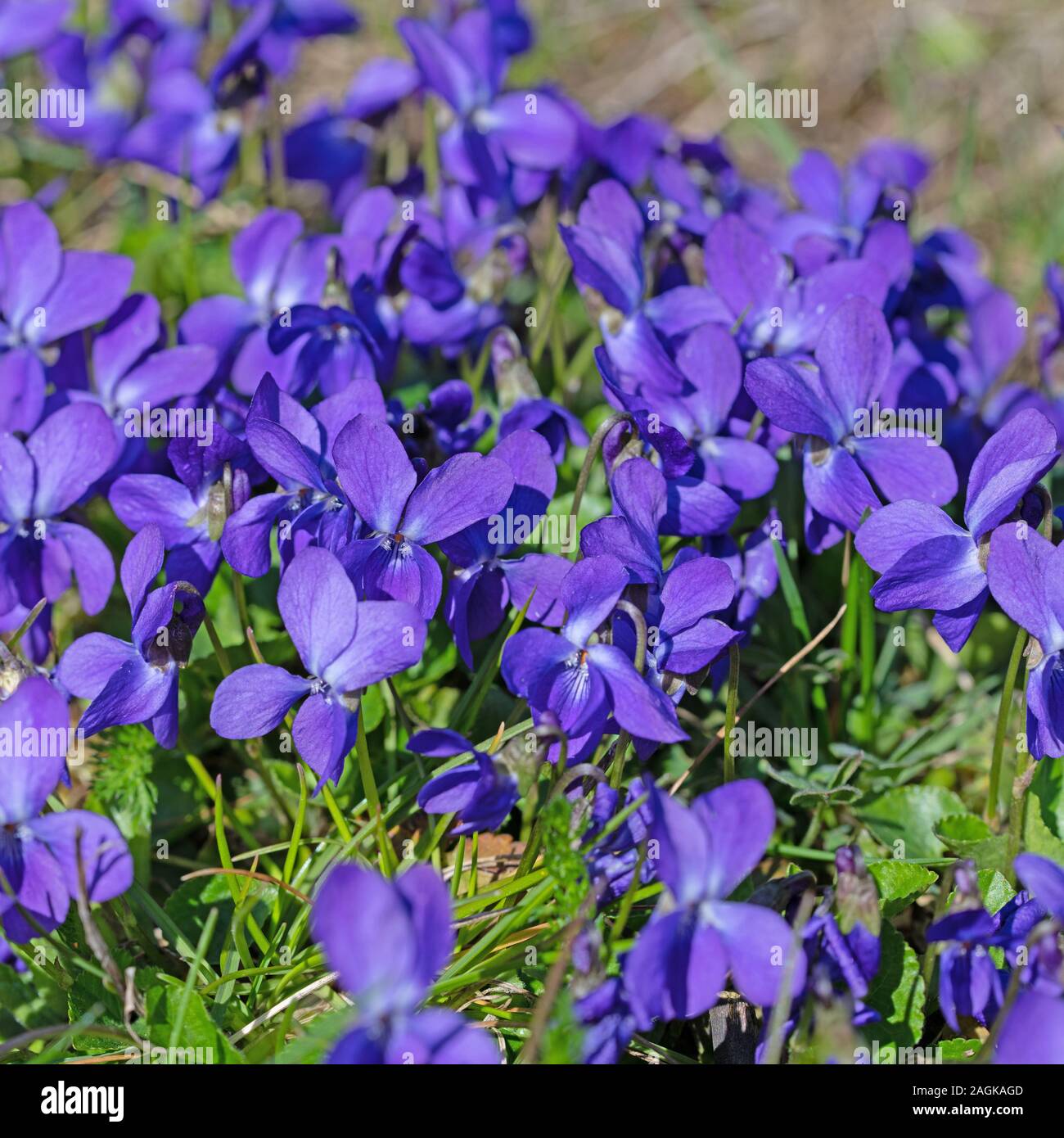 Blue violas flowers hi-res stock photography and images - Alamy