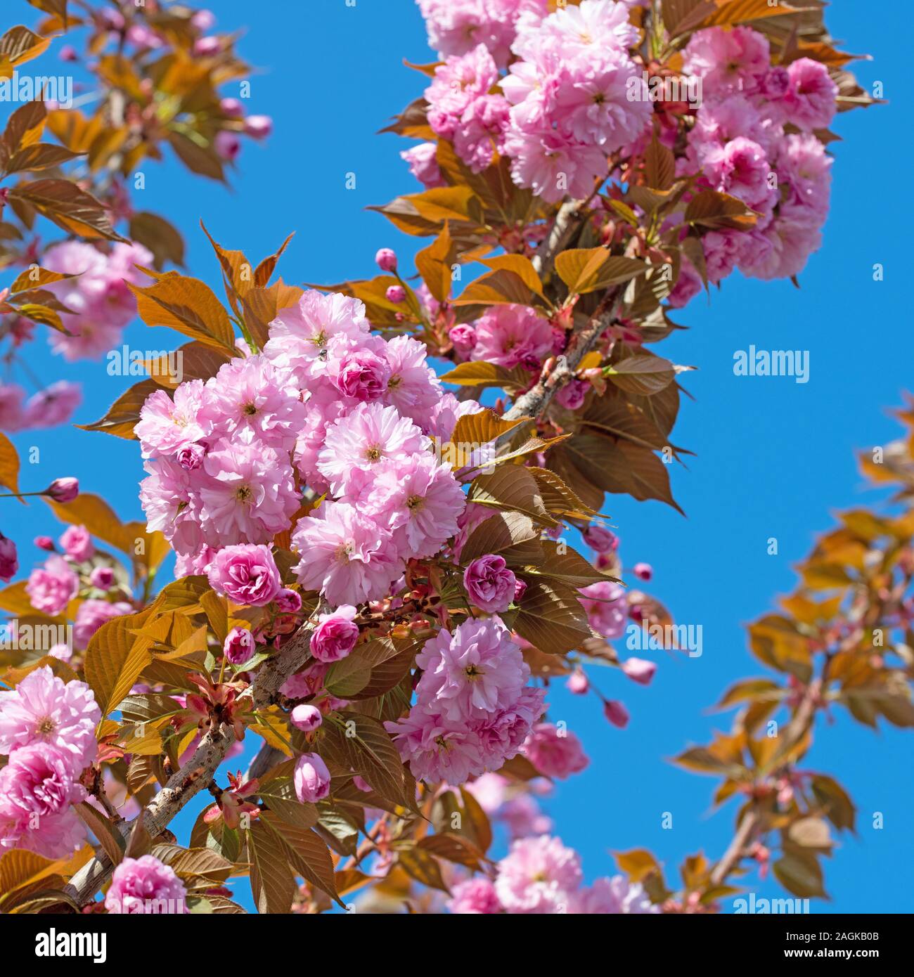 Japanese Flowering Cherry Prunus Serrulata In Bloom High Resolution ...
