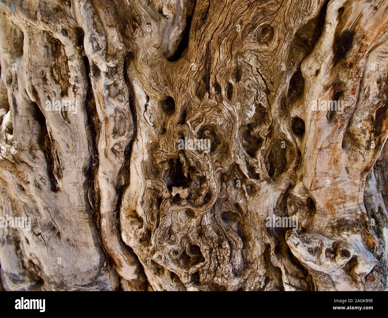 Drawing formed by bark on a tree trunk, Larnaca, Cyprus Stock Photo - Alamy