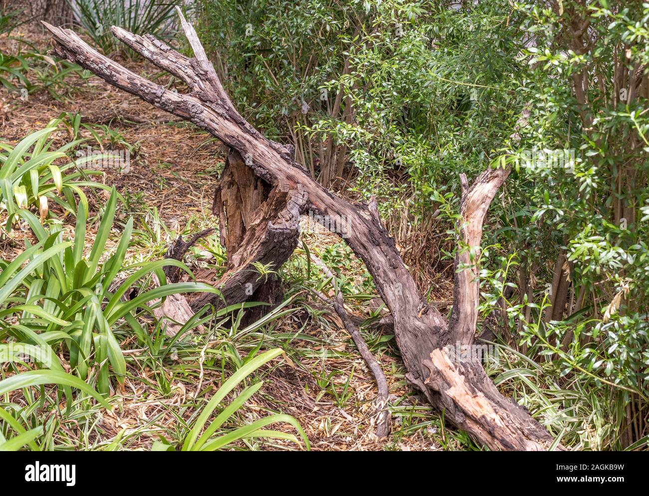 A dead tree collapsed in a forest image for background use in ...