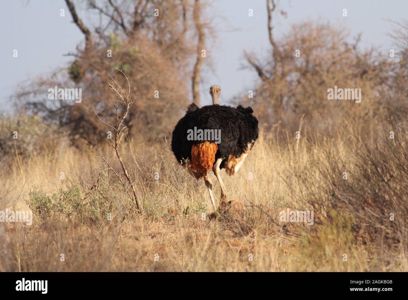 South africas national park hi-res stock photography and images - Alamy
