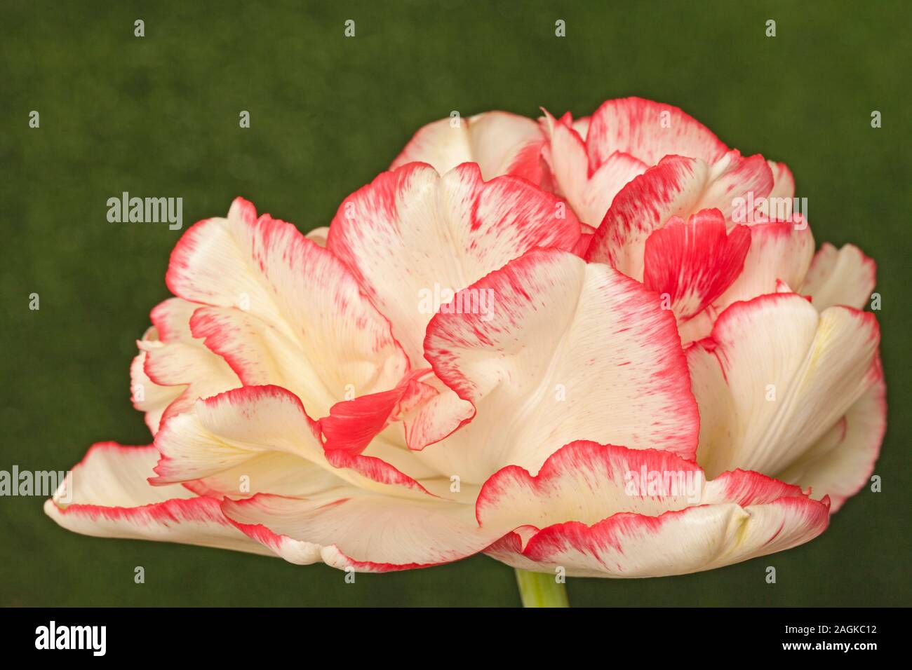 Double bloom hi-res stock photography and images - Alamy