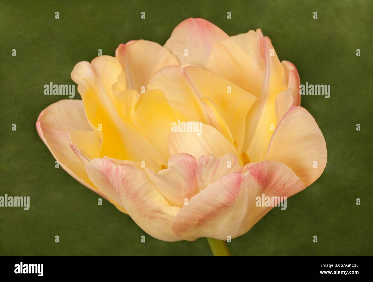 Tulipa "Creme Upstar", Double colour changing Tulip Stock Photo - Alamy