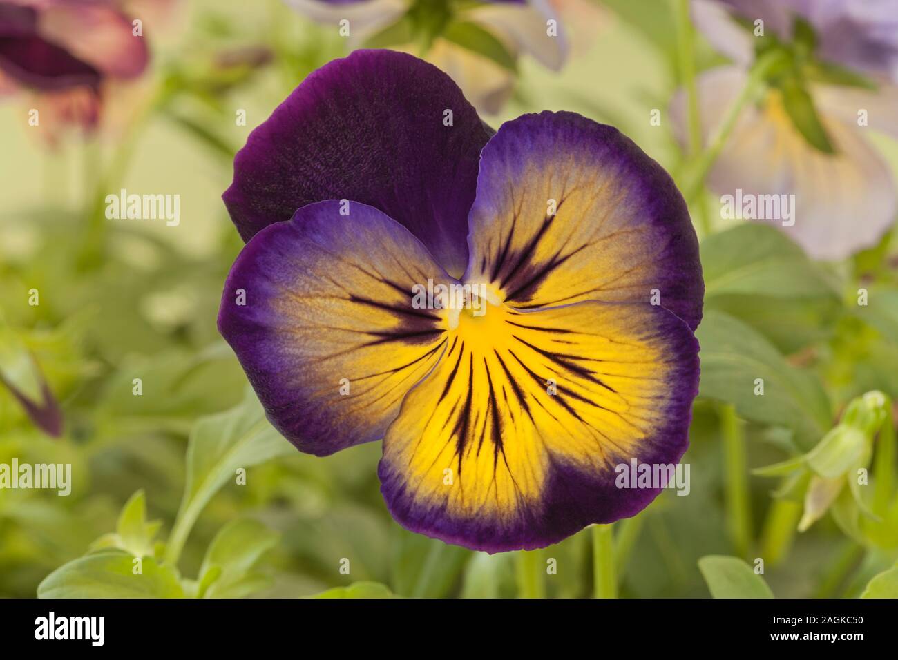 Midnight Glow High Resolution Stock Photography and Images - Alamy