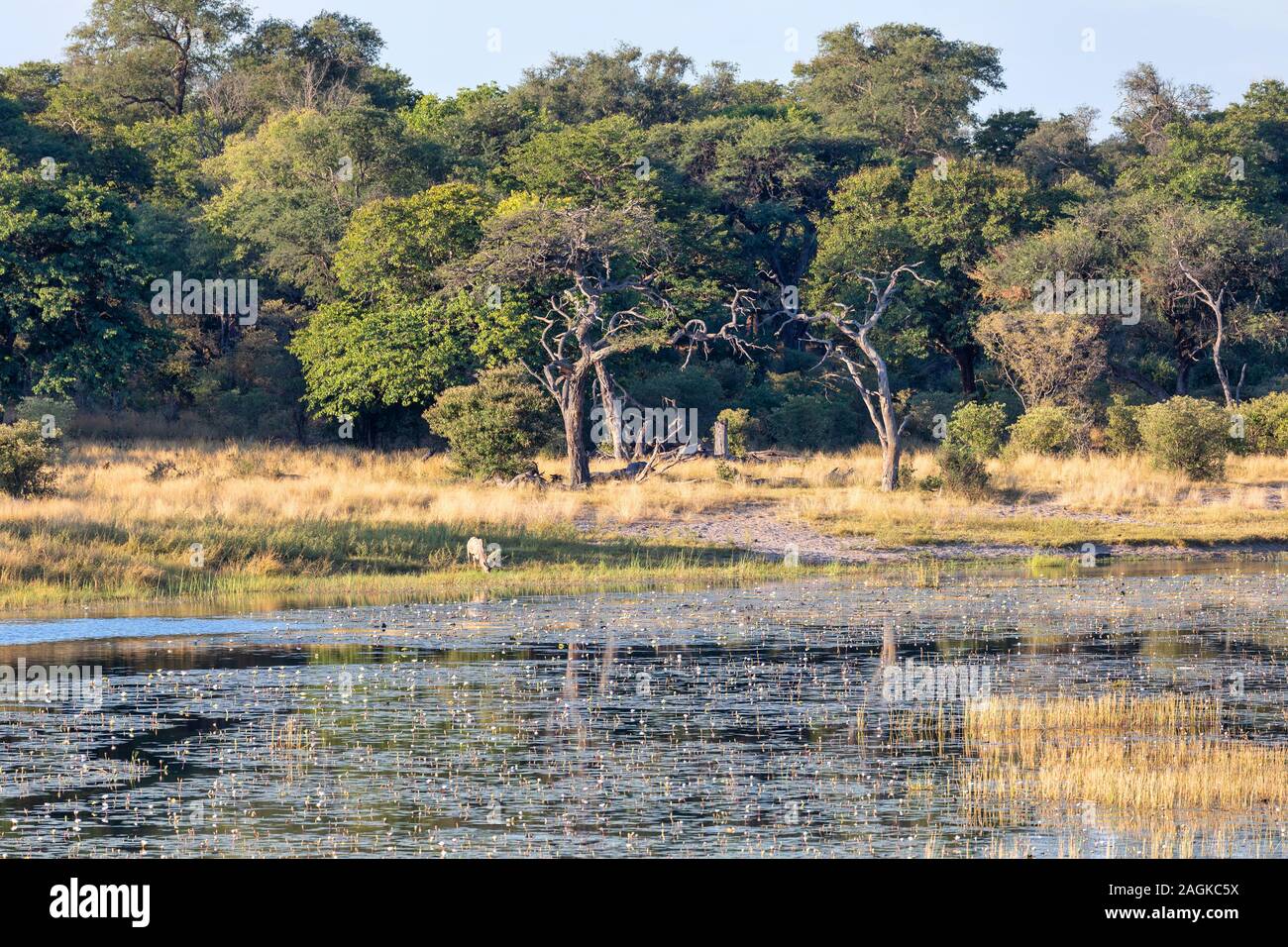 Beautiful african landscape, wild river in game reserve Bwabwata ...