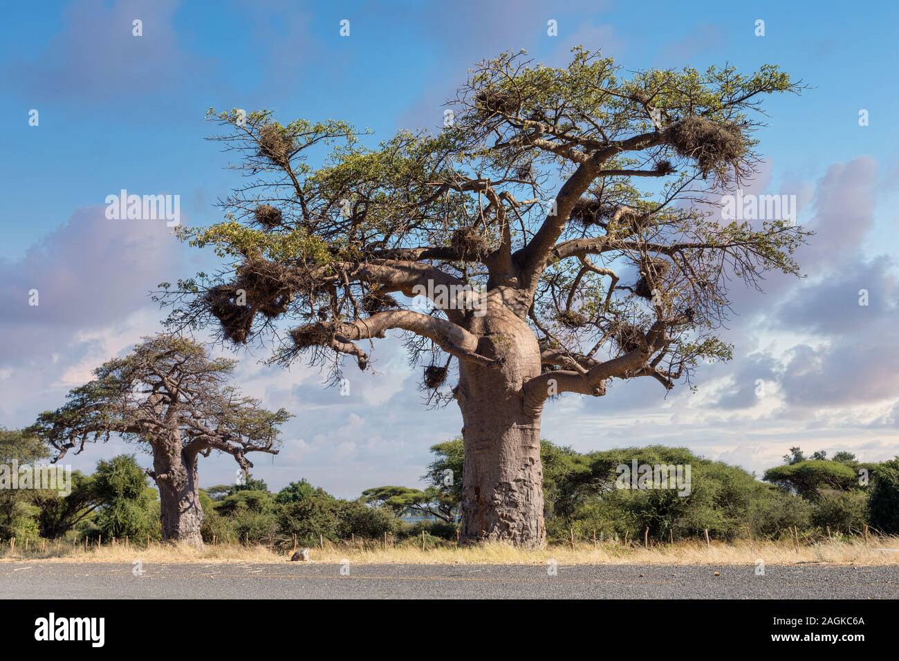 majestic tree Baobab, Adansonia digitate, after sunrise in namibia near ...