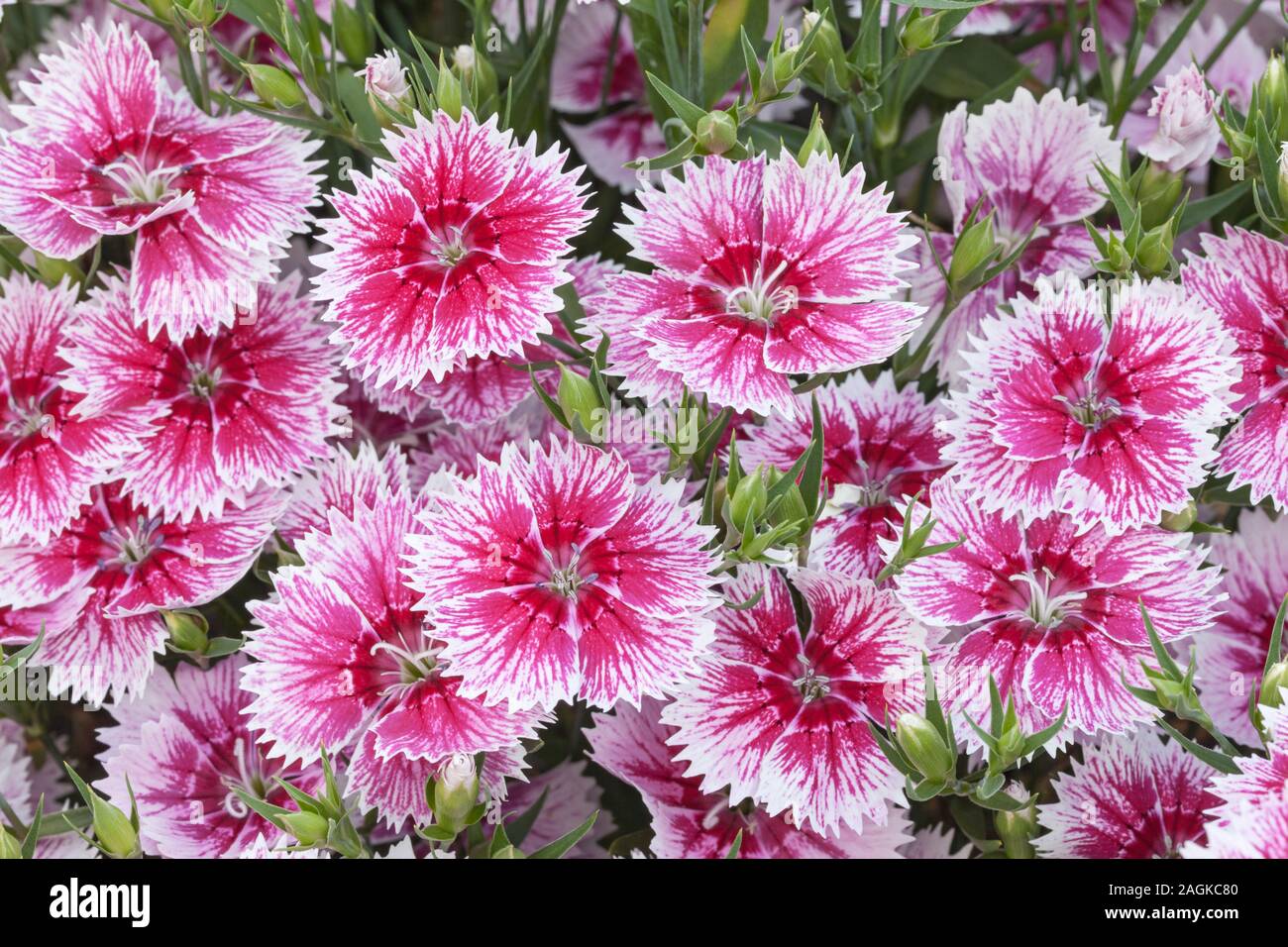 Dianthus pink white hi-res stock photography and images - Alamy