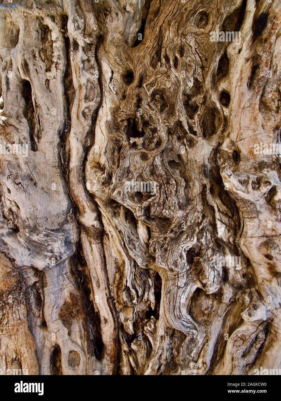 Drawing formed by bark on a tree trunk, Larnaca, Cyprus Stock Photo - Alamy