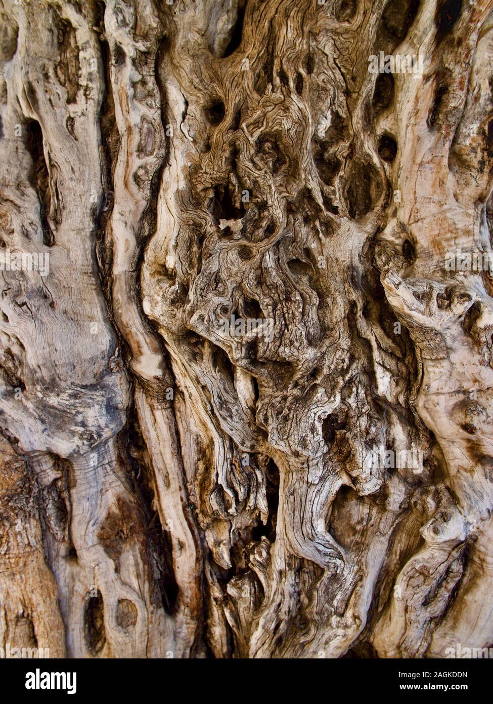 Drawing formed by bark on a tree trunk, Larnaca, Cyprus Stock Photo - Alamy